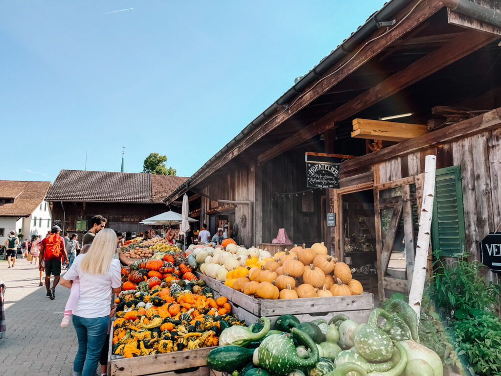 Beautiful pumpkins in the Jucker Farm from Seegräben (Juckerhof) | ever ...
